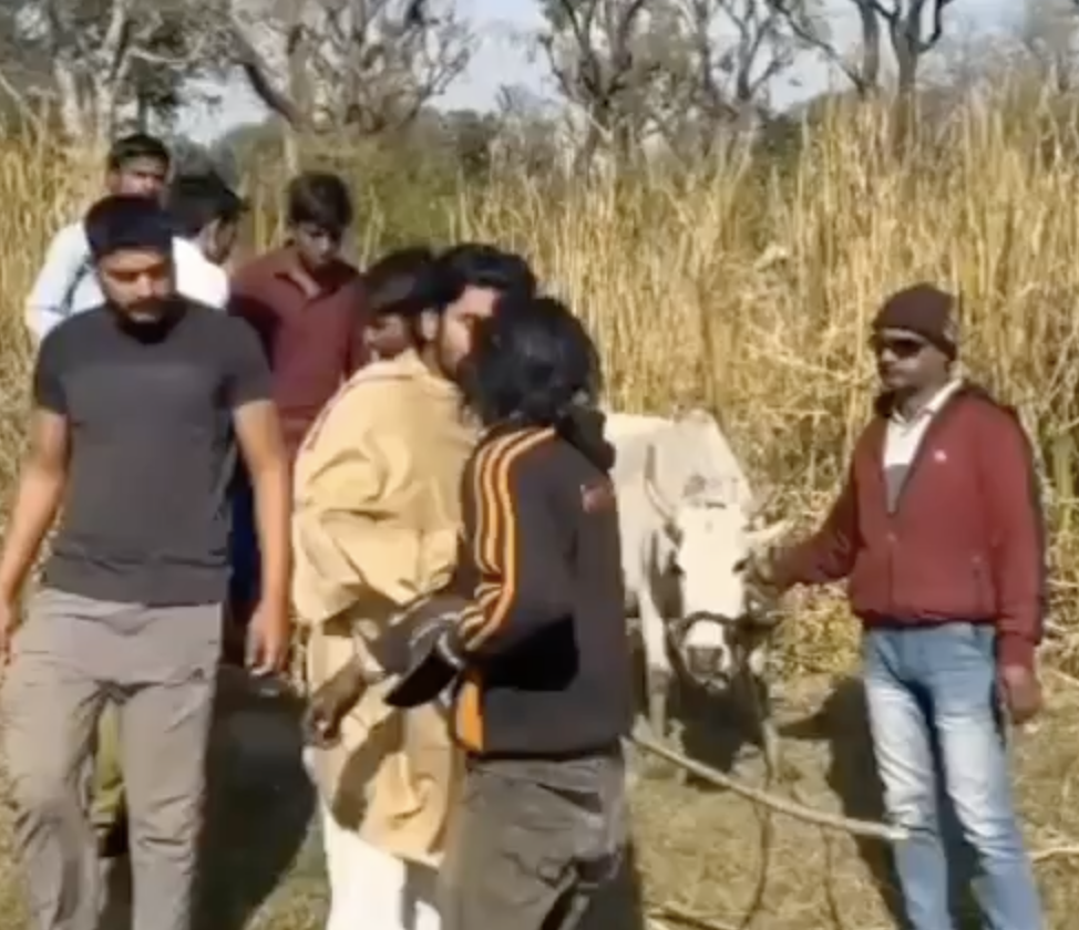 Cow Vigilantes Assault Two Men, Accuse Them of Cattle Smuggling ...